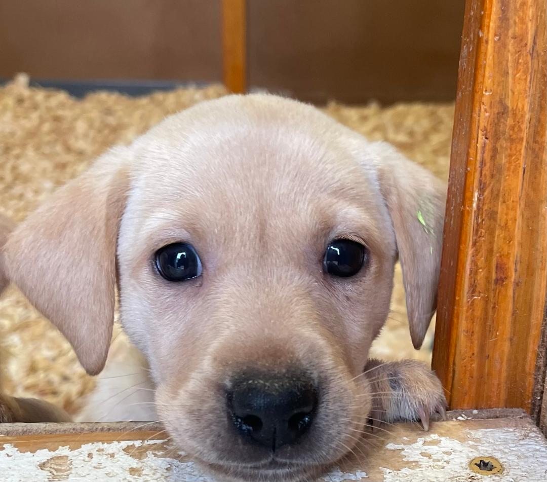 Pedigree Labrador Breeders | Registered Black Lab Puppies | Bailiwick ...